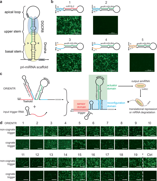 Conditional RNA interference in mammalian cells via RNA transactivation ...