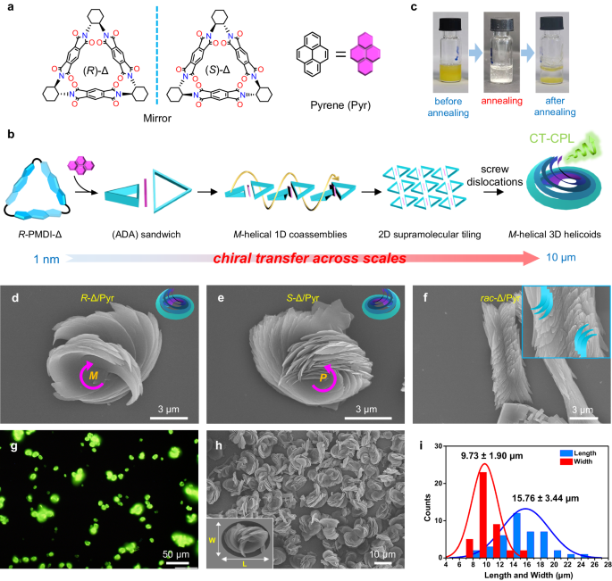 Macroscopic homochiral helicoids self-assembled via screw dislocations ...