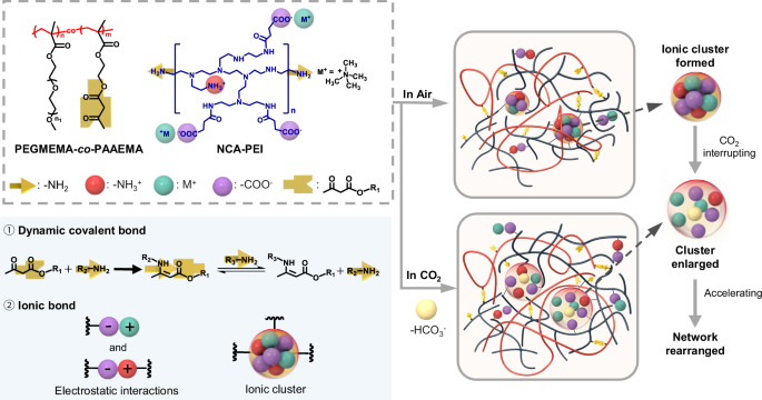 Covalent adaptable polymer networks with CO2-facilitated recyclability ...