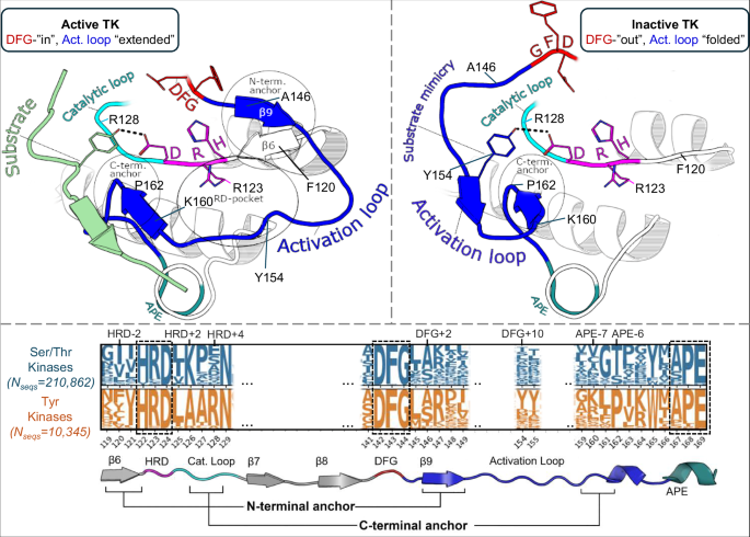 Evolutionary sequence and structural basis for the distinct ...