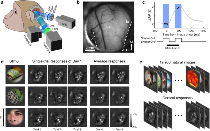 Large-scale calcium imaging reveals a systematic V4 map for encoding ...