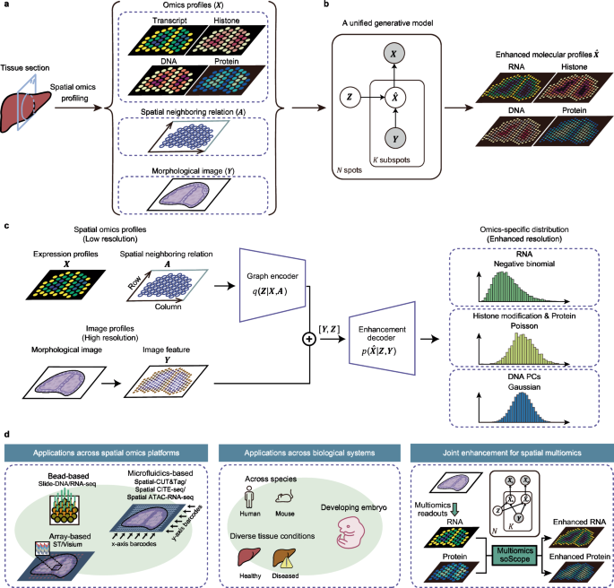 Tissue characterization at an enhanced resolution across spatial omics platforms with deep ...