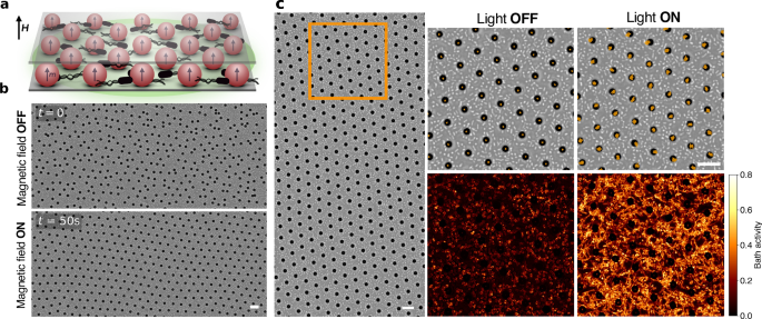 Multiple temperatures and melting of a colloidal active crystal ...