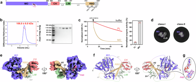 Autoinhibition and relief mechanisms for MICAL monooxygenases in F ...