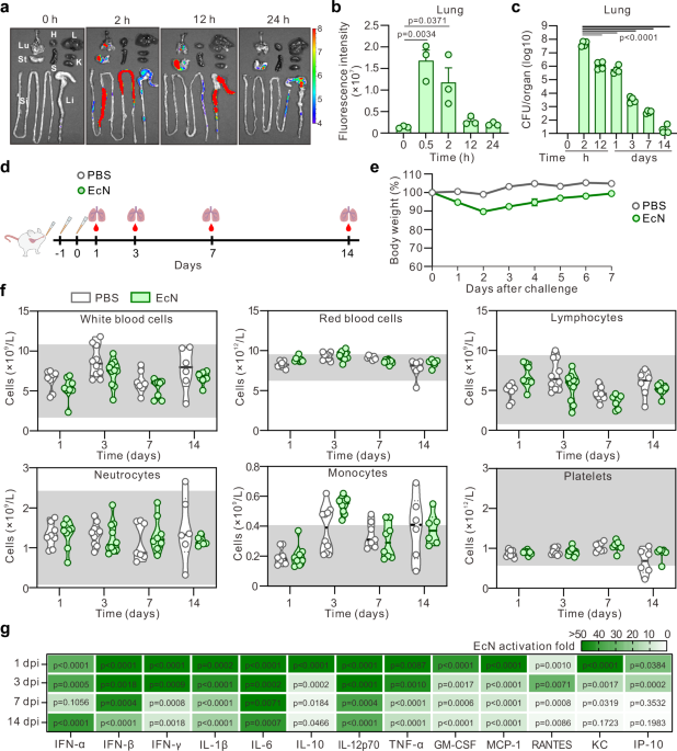 Engineered probiotic Escherichia coli elicits immediate and long-term ...