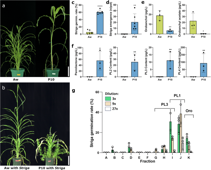 Chromosome-scale pearl millet genomes reveal CLAMT1b as key determinant ...