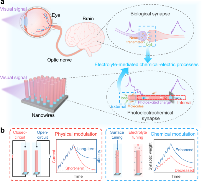 Optoelectronic synapses with chemical-electric behaviors in gallium nitride semiconductors for ...