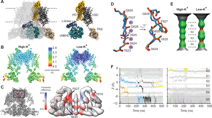 Potassium dependent structural changes in the selectivity filter of ...