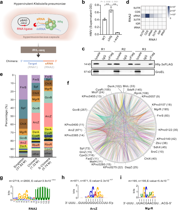 RNA interactome of hypervirulent Klebsiella pneumoniae reveals a small ...
