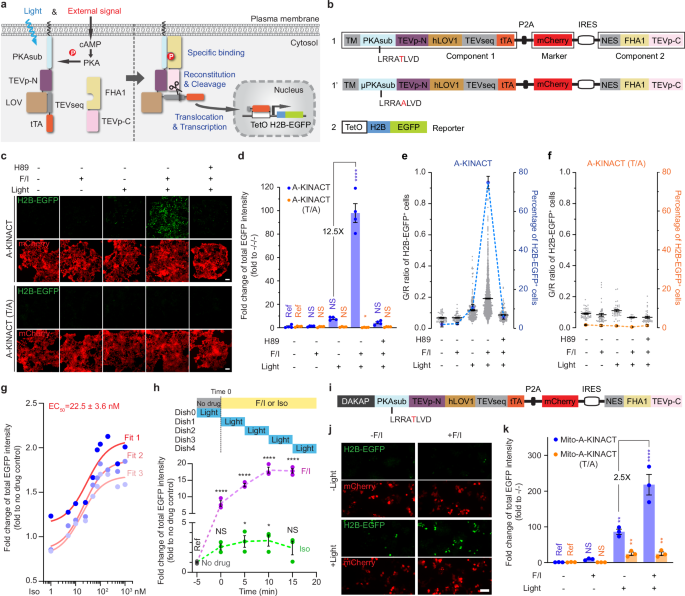 Light-gated integrator for highlighting kinase activity in living cells ...