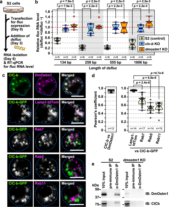Endocytosed dsRNAs induce lysosomal membrane permeabilization that ...