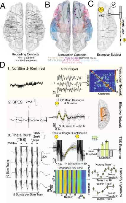 Theta-burst direct electrical stimulation remodels human brain networks ...