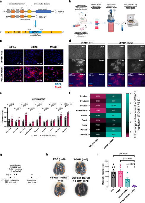Complementary dual-virus strategy drives synthetic target and cognate T ...