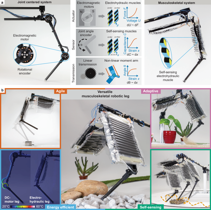Electrohydraulic musculoskeletal robotic leg for agile, adaptive, yet energy-efficient ...