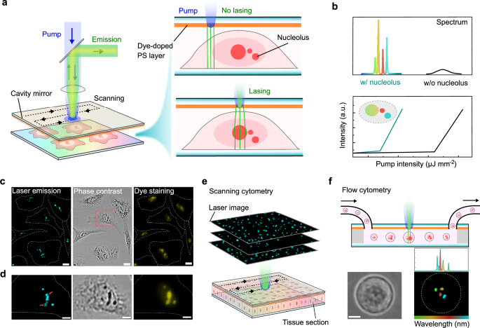 Single-cell laser emitting cytometry for label-free nucleolus ...