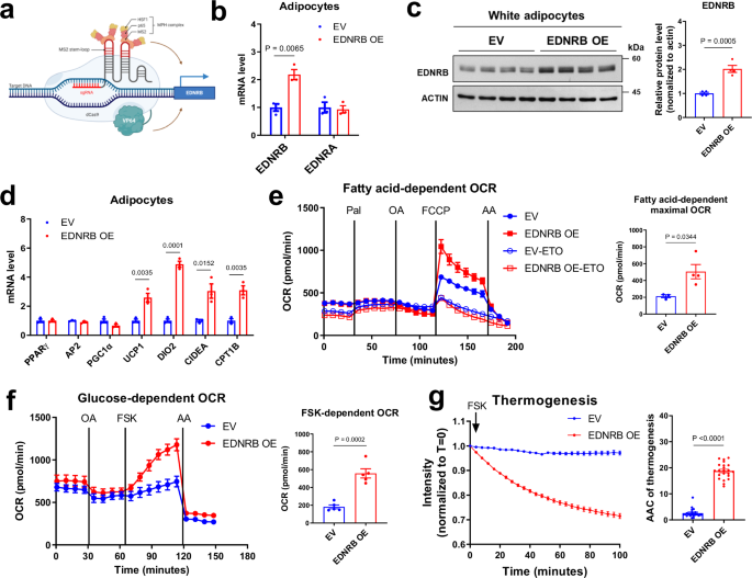 Endothelin 3/EDNRB signaling induces thermogenic differentiation of ...