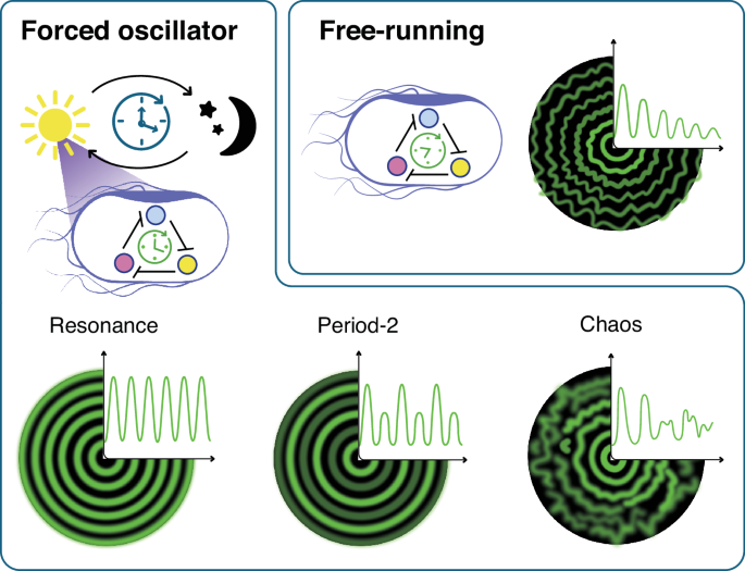 From resonance to chaos by modulating spatiotemporal patterns through a ...