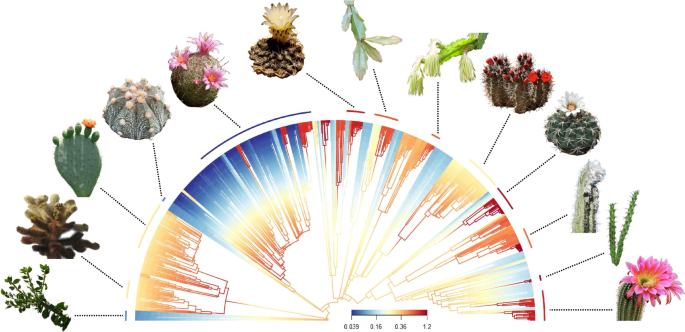 Identifying the multiple drivers of cactus diversification | Nature ...