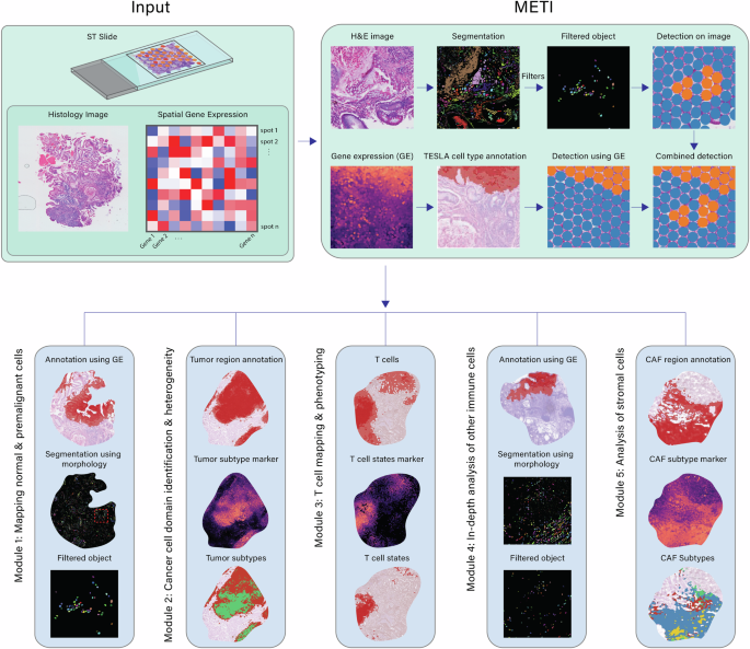 METI: deep profiling of tumor ecosystems by integrating cell morphology and spatial ...
