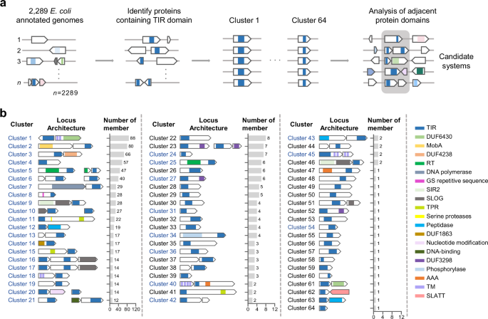 The role of TIR domain-containing proteins in bacterial defense against ...