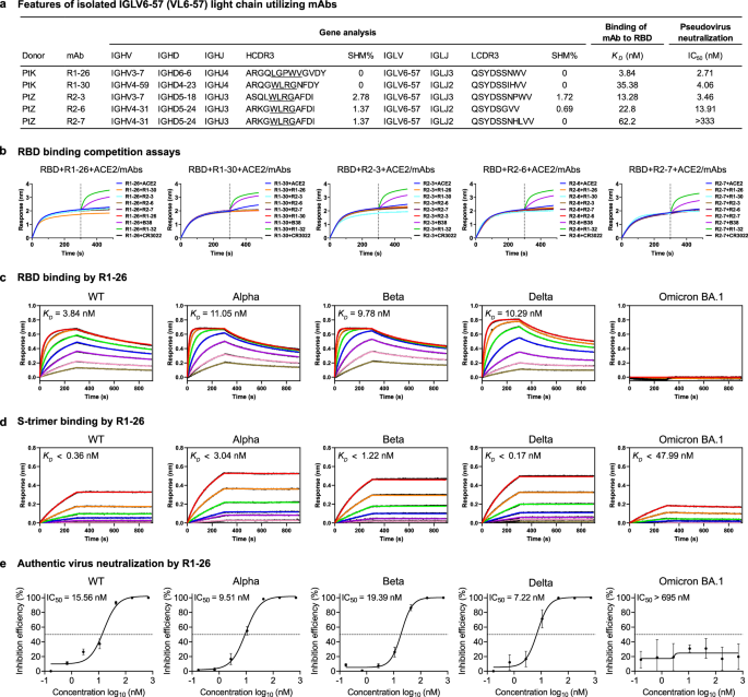 Antibodies utilizing VL6-57 light chains target a convergent cryptic epitope on SARS-CoV-2 spike ...