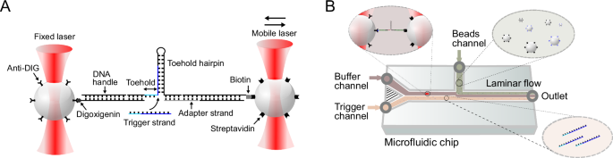 Single-molecule force spectroscopy of toehold-mediated strand ...