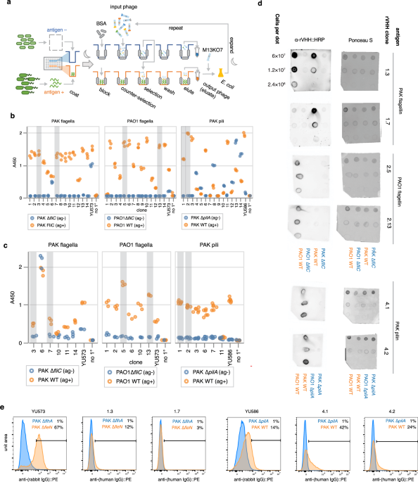 Bacterial cell surface characterization by phage display coupled to ...