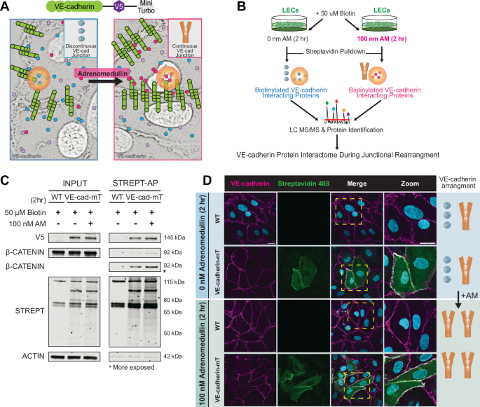 Proximity interactome of lymphatic VE-cadherin reveals mechanisms of ...