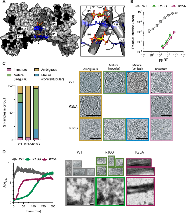 HIV-1 adapts to lost IP6 coordination through second-site mutations ...