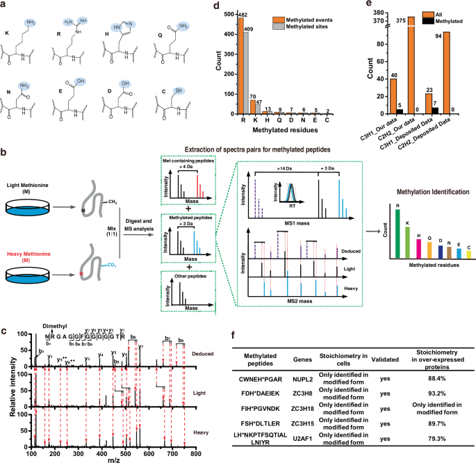 Metabolic labeling based methylome profiling enables functional ...