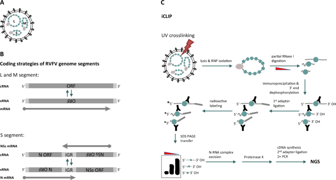 Nucleocapsids of the Rift Valley fever virus ambisense S segment ...