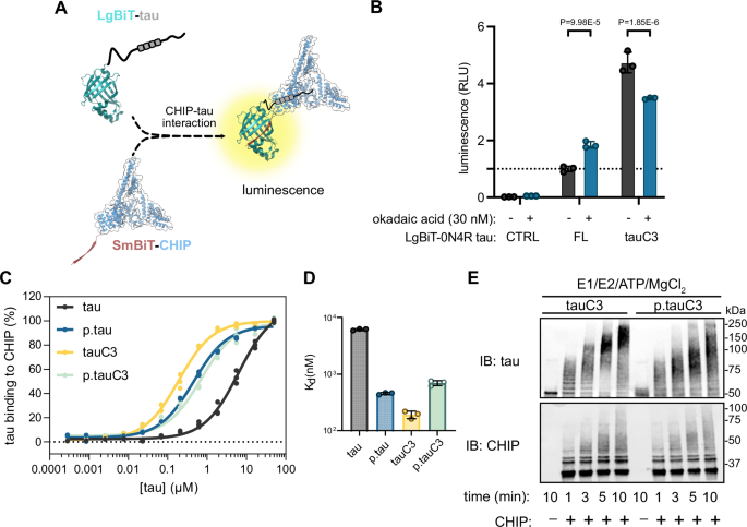 Phosphorylation of tau at a single residue inhibits binding to the E3 ...