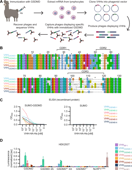 Antagonistic nanobodies implicate mechanism of GSDMD pore formation and ...