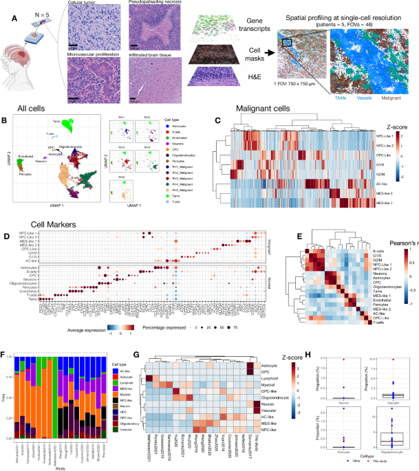 Glioblastoma cells increase expression of notch signaling and synaptic ...