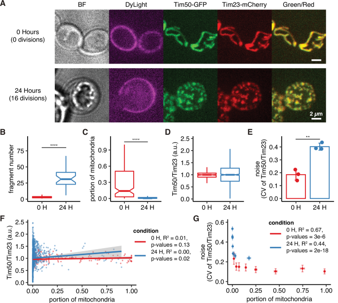 Mitochondrial protein heterogeneity stems from the stochastic nature of ...