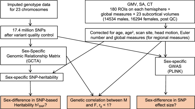 A sex-stratified analysis of the genetic architecture of human brain ...