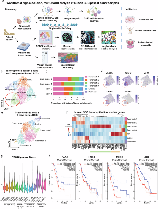 Basal-to-inflammatory transition and tumor resistance via crosstalk ...