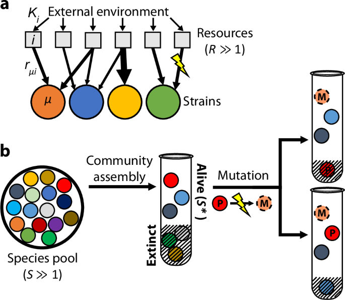 Predicting the first steps of evolution in randomly assembled communities | Nature Communications