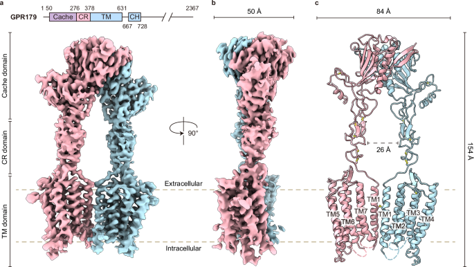 Cryo-EM structure of human class C orphan GPCR GPR179 involved in visual processing | Nature ...