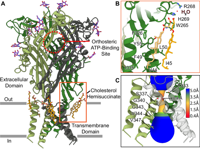Cryo-EM structures of the human P2X1 receptor reveal subtype-specific ...