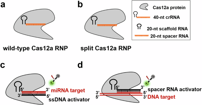 Split crRNA with CRISPR-Cas12a enabling highly sensitive and multiplexed detection of RNA and ...