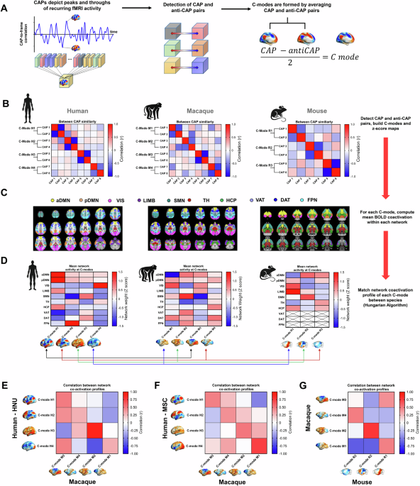 Evolutionarily conserved fMRI network dynamics in the mouse, macaque ...