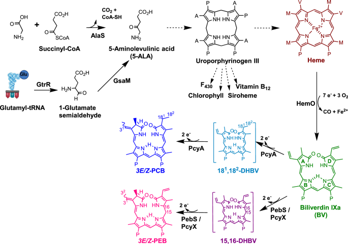 Identification of Shemin pathway genes for tetrapyrrole biosynthesis in ...
