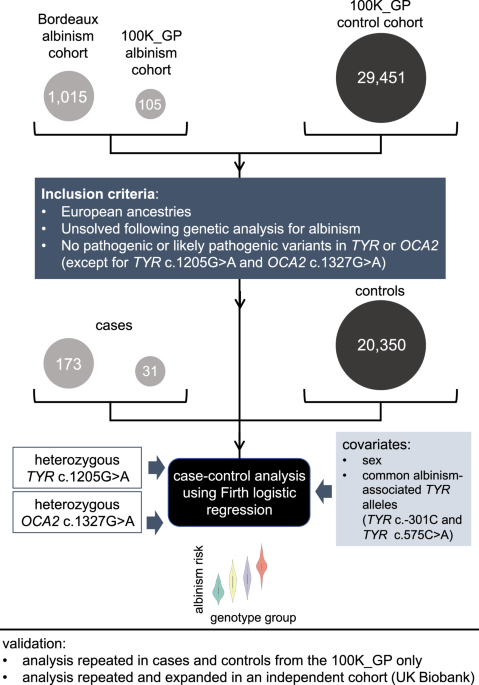 The co-occurrence of genetic variants in the TYR and OCA2 genes confers ...