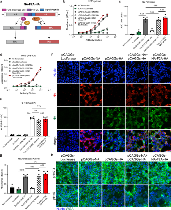 Improved influenza vaccine responses after expression of multiple viral glycoproteins from a ...