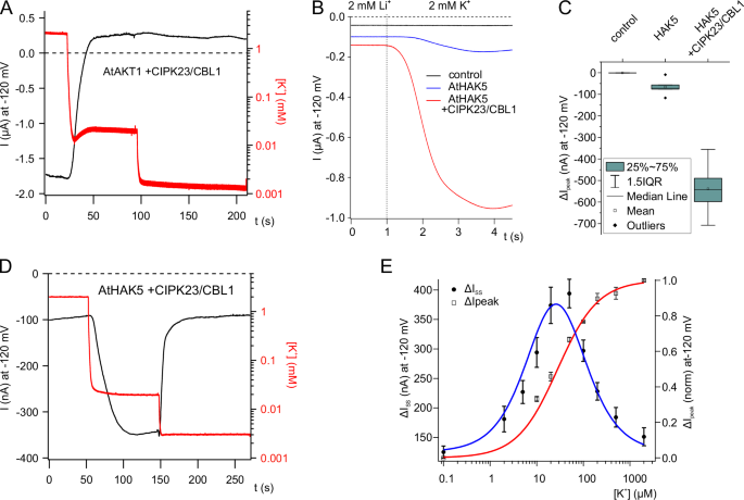 Arabidopsis HAK5 under low K+ availability operates as PMF powered high ...