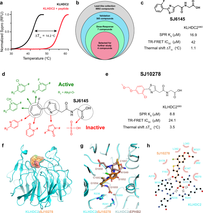 Principles of paralog-specific targeted protein degradation engaging ...