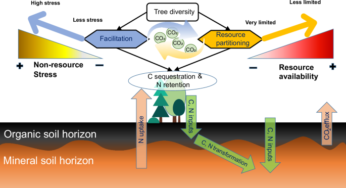 Resource availability enhances positive tree functional diversity ...