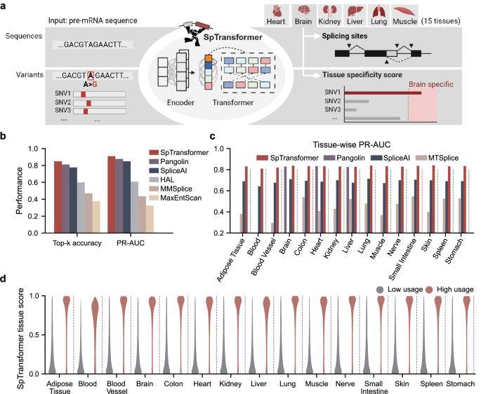 SpliceTransformer predicts tissue-specific splicing linked to human ...