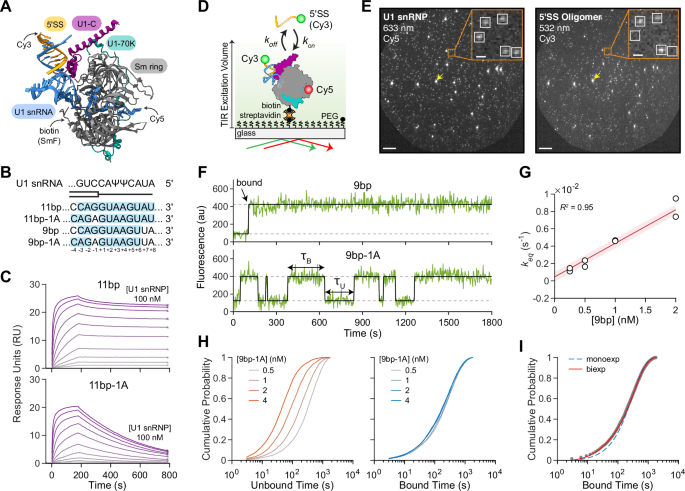 A sequential binding mechanism for 5′ splice site recognition and ...